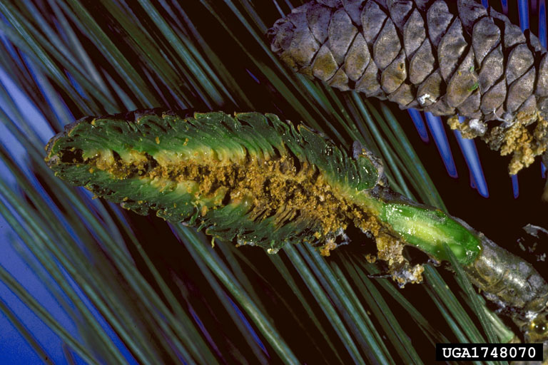 white pine cone beetle (Conophthorus coniperda)