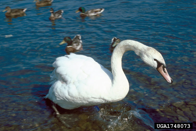 ducks, geese, swans (Family Anatidae)