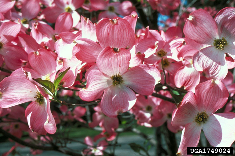 dogwood (Genus Cornus L)