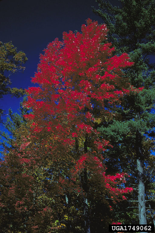 red maple (Acer rubrum L.)