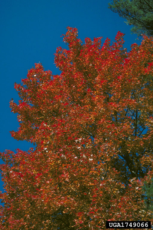 red maple (Acer rubrum L.)