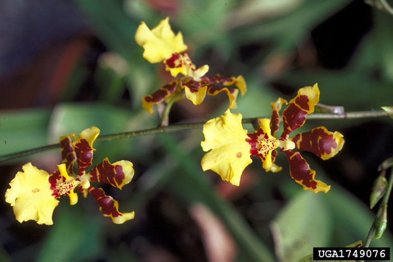 orchids (Family Orchidaceae)