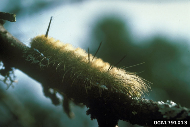 American dagger moth (Acronicta americana (Harris))