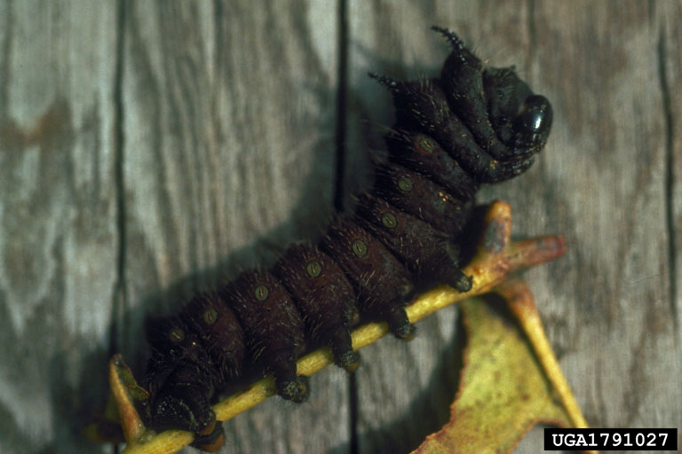 imperial moth (Eacles imperialis (Drury))