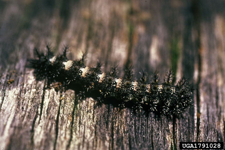 buck moth (Hemileuca maia)