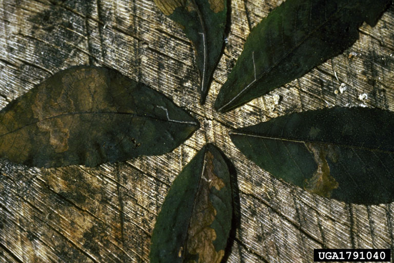 leaf blotch miner moths (Family Gracillariidae)