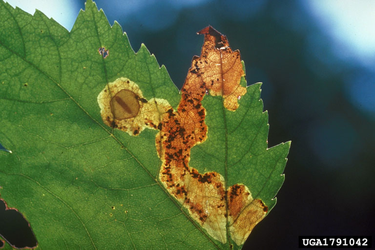 leaf blotch miner moths (Family Gracillariidae Stainton, 1854)