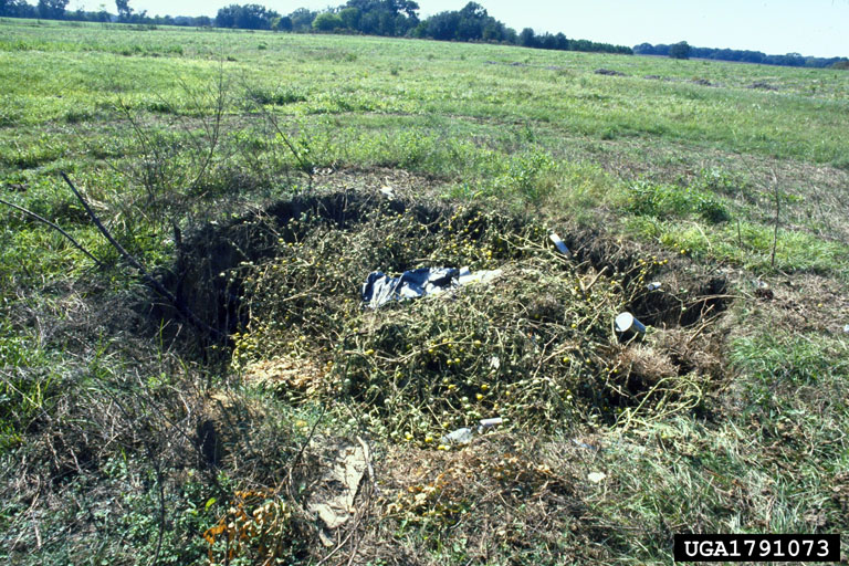tropical soda apple (Solanum viarum)