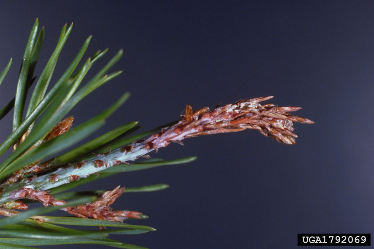 pine tip moths (Genus Rhyacionia)