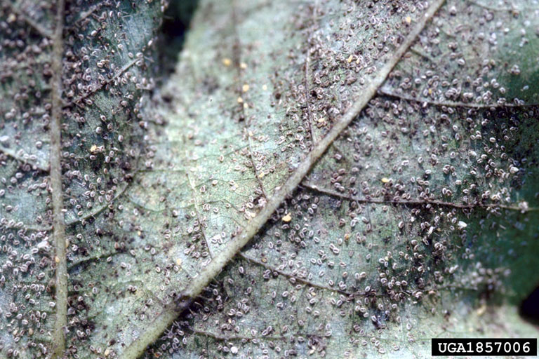 bandedwinged whitefly (Trialeurodes abutiloneus)