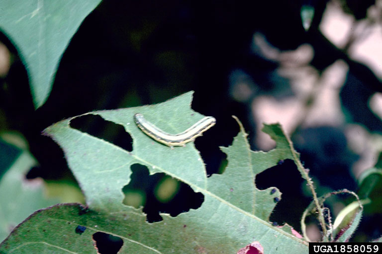 beet armyworm (Spodoptera exigua (Hubner))