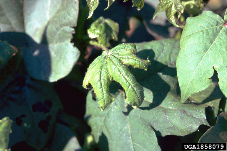 Bugwood Image Database System