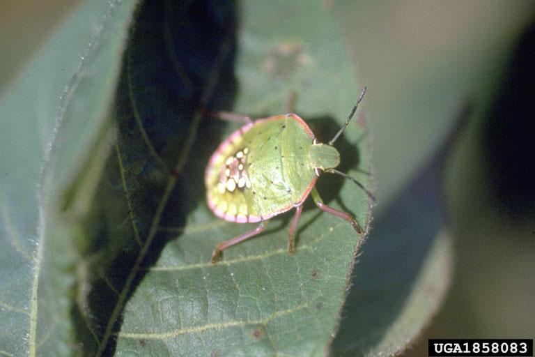 southern green stink bug (Nezara viridula)