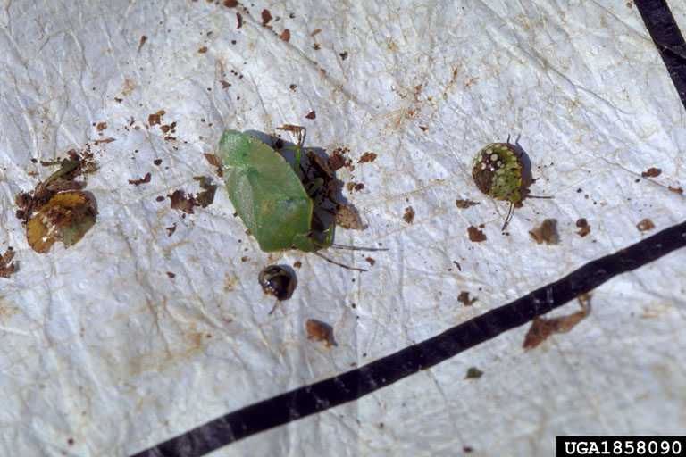 southern green stink bug (Nezara viridula)