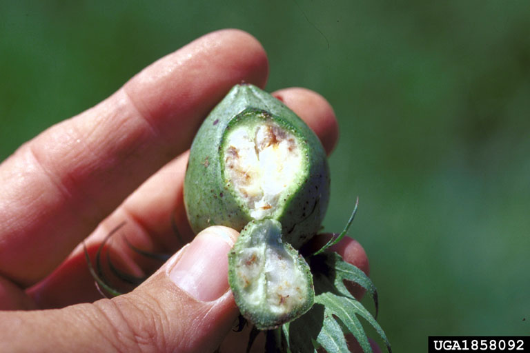 southern green stink bug (Nezara viridula (Linnaeus))