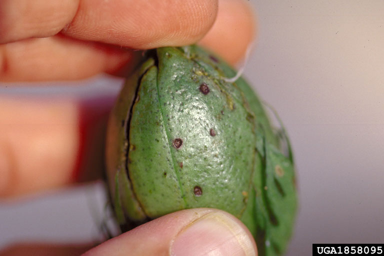 southern green stink bug (Nezara viridula (Linnaeus))