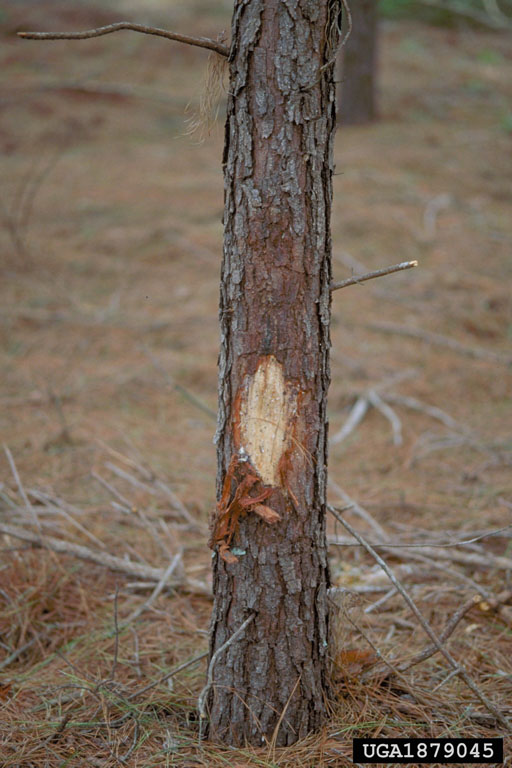 logging damage
