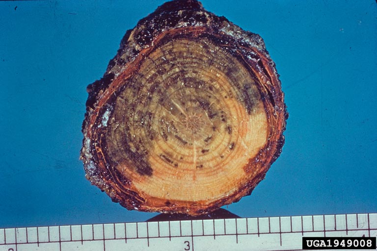 Black Stain Root Disease - Bugwoodwiki