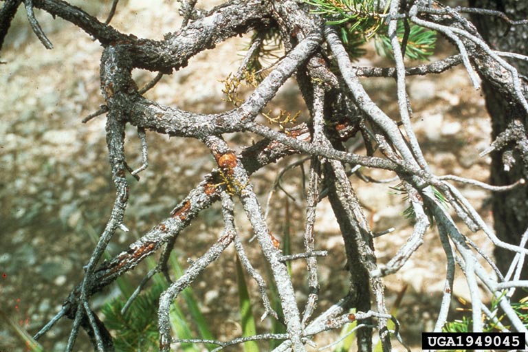 pinyon dwarf mistletoe (Arceuthobium divaricatum ) on two needle pinyon ...