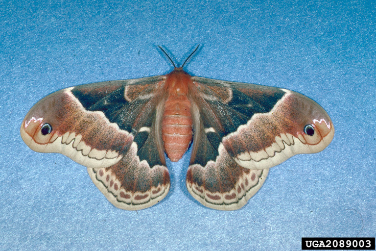 promethea moth (Callosamia promethea (Drury))