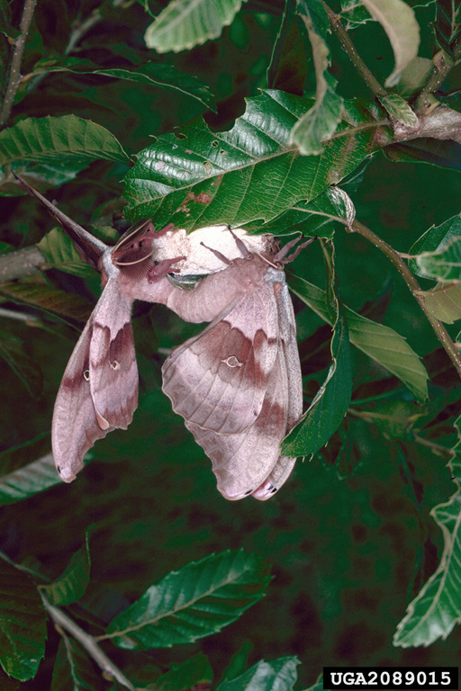 polyphemus moth (Antheraea polyphemus)