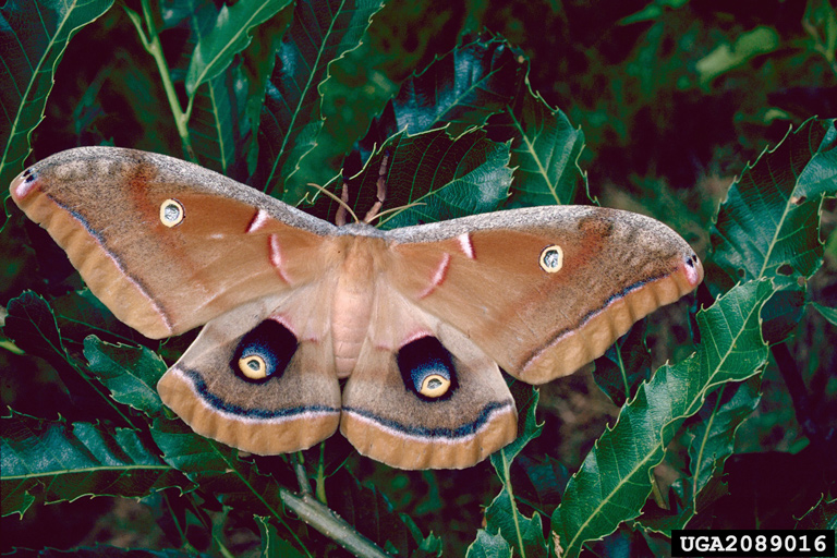 polyphemus moth, Antheraea polyphemus (Lepidoptera: Saturniidae) - 2089016