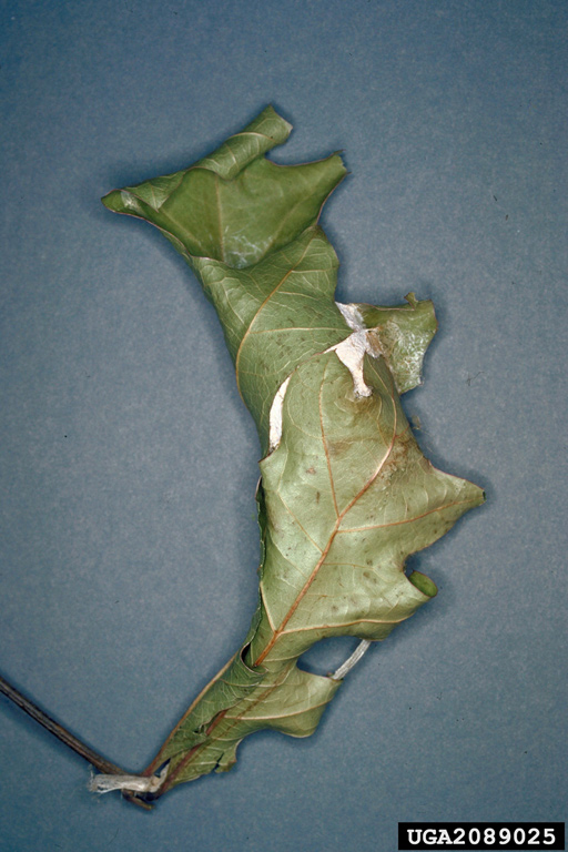 polyphemus moth (Antheraea polyphemus)