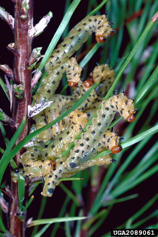 redheaded pine sawfly (Neodiprion lecontei)