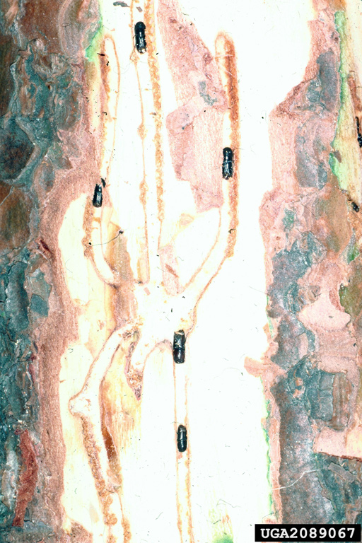 sixspined ips (Ips calligraphus (Germar, 1824))