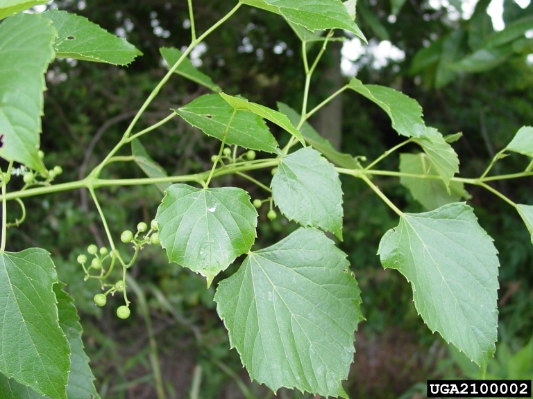 heartleaf peppervine (Ampelopsis cordata)