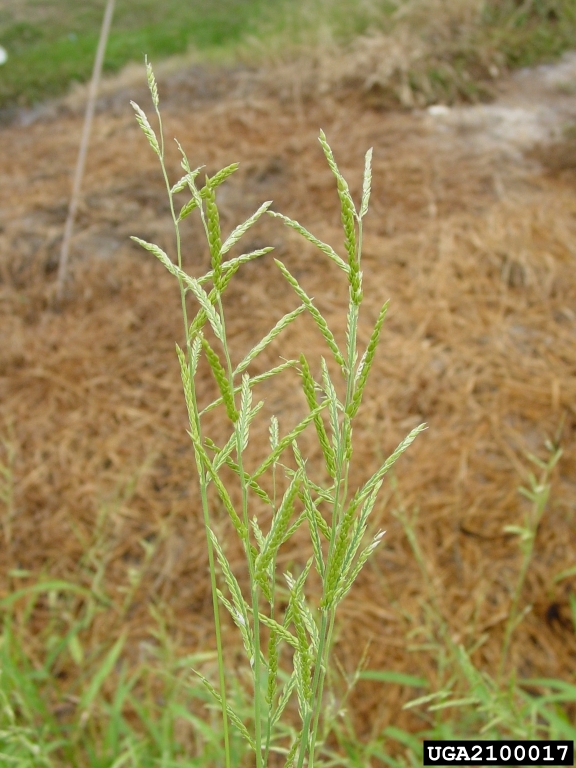 prairie cupgrass (Eriochloa contracta A.S. Hitchc)