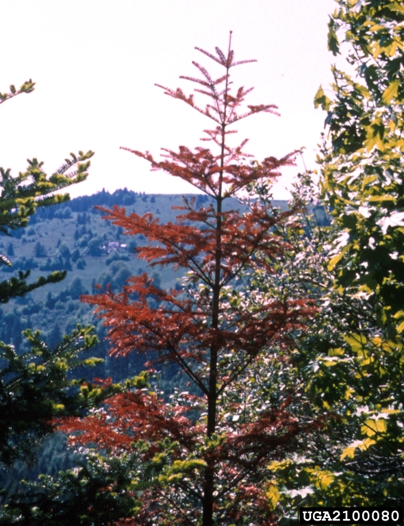 fir bark beetle (Pityophthorus pityographus (Ratzeburg, 1837))