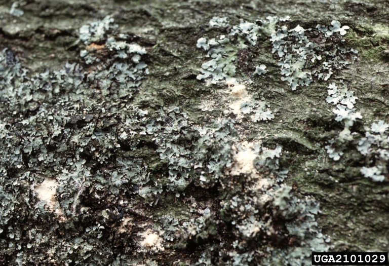 European hardwood ambrosia beetle (Trypodendron domesticum)