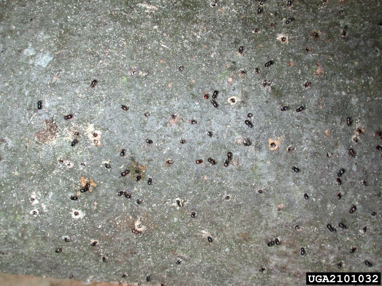 black stem borer, smaller alder bark beetle (Xylosandrus germanus ) on ...