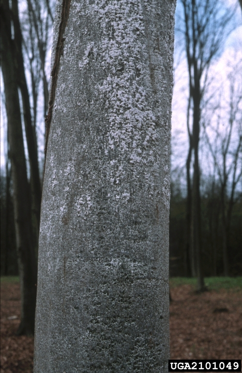 beech scale (Cryptococcus fagisuga)