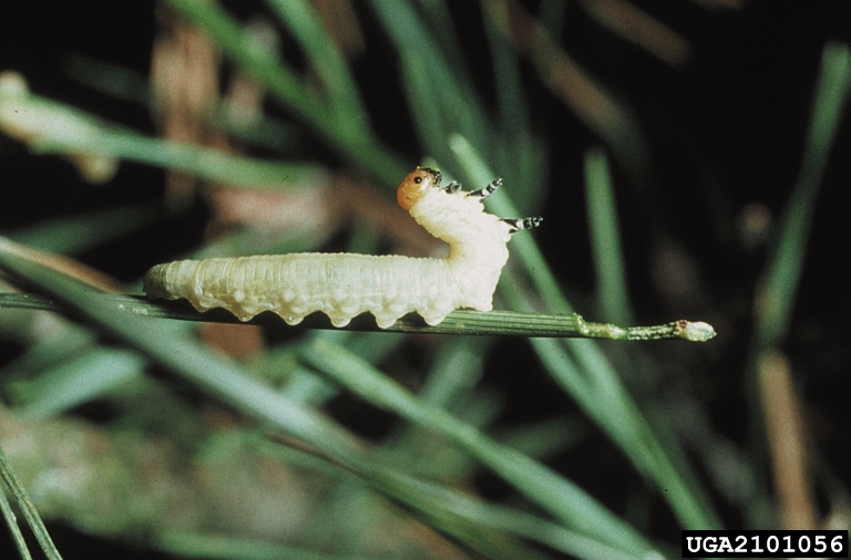 conifer sawfly (Diprion pini (Linnaeus))