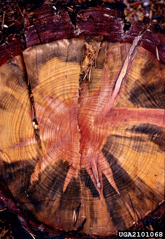 engraver beetle (Ips acuminatus (Gyllenhal, 1827))