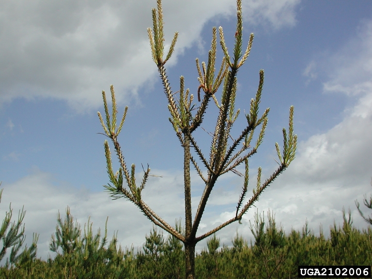 European pine sawfly (Neodiprion sertifer)