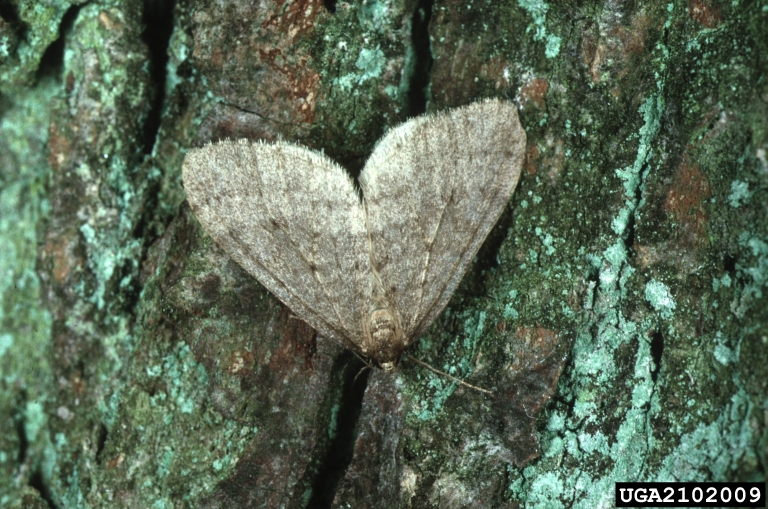 winter moth (Operophtera brumata (Linnaeus))