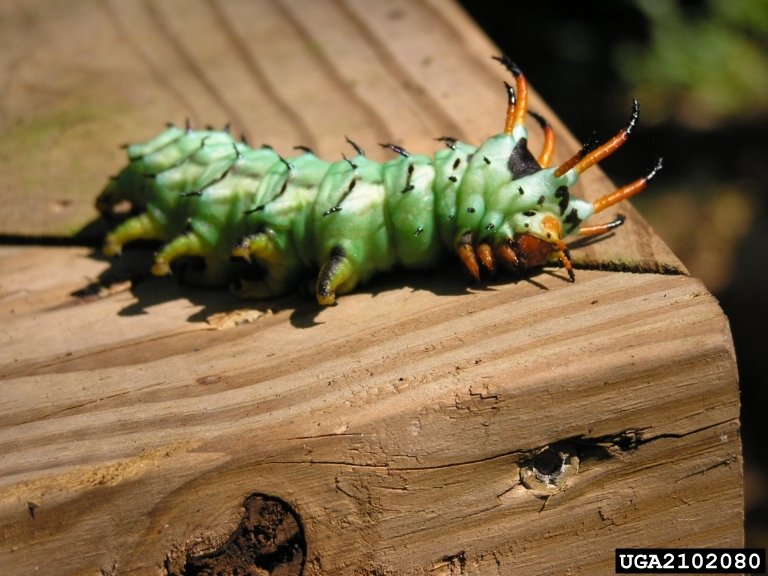 hickory horned devil (Citheronia regalis (Fabricius))