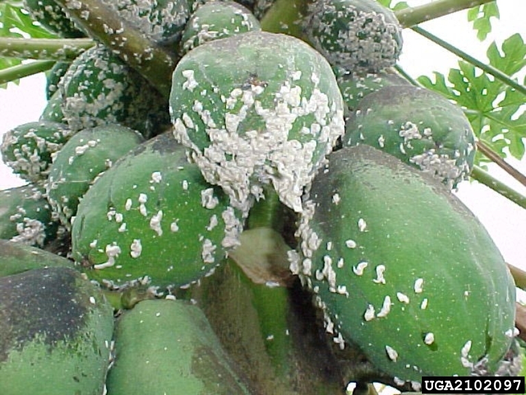 passionvine mealybug (Planococcus minor (Maskell))