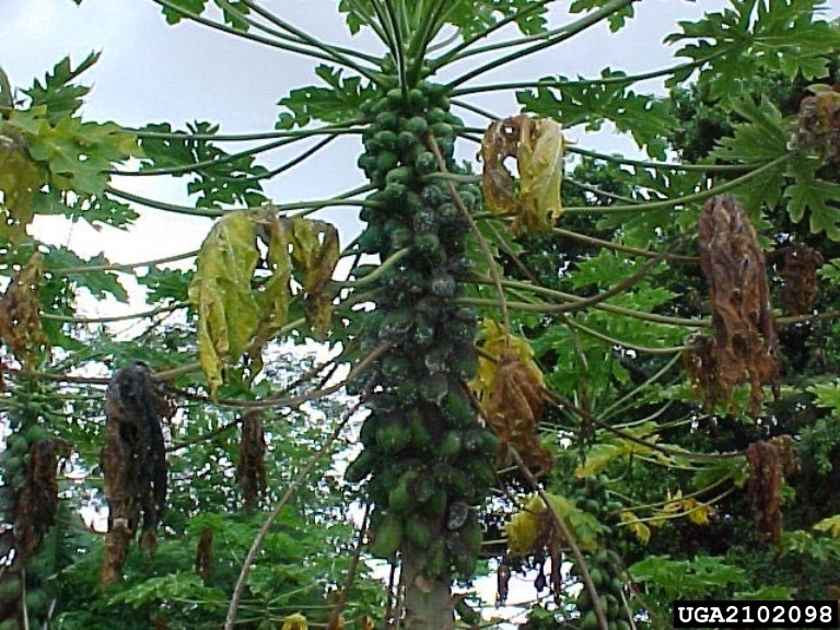 passionvine mealybug (Planococcus minor (Maskell))