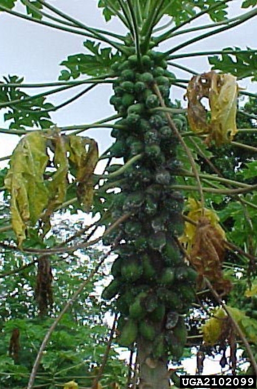 passionvine mealybug (Planococcus minor (Maskell))