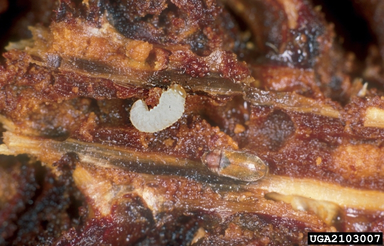 spruce tap knocking beetle (Ernobius abietis)