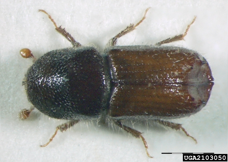 engraver beetle (Ips acuminatus)