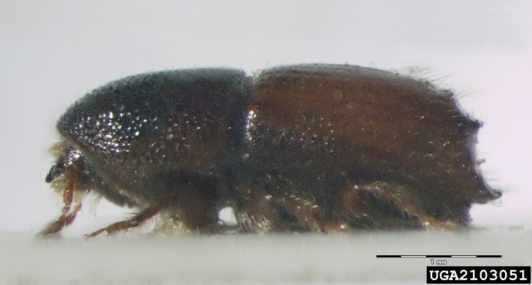 engraver beetle (Ips acuminatus (Gyllenhal, 1827))
