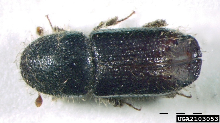 small spruce bark beetle, Ips amitinus (Coleoptera: Curculionidae ...