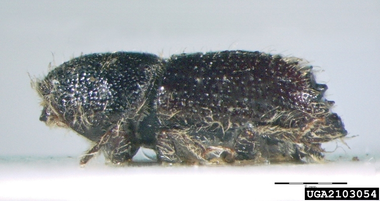small spruce bark beetle (Ips amitinus (Eichhoff, 1871))
