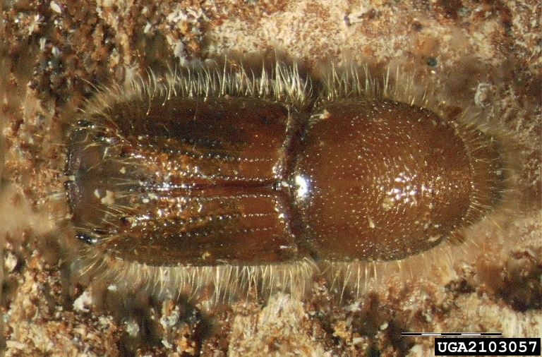 large larch bark beetle (Ips cembrae (Heer, 1836))