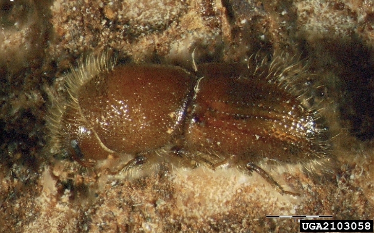large larch bark beetle (Ips cembrae)